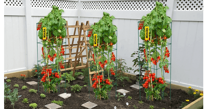 Square Tomato Cages Reviews & Guide