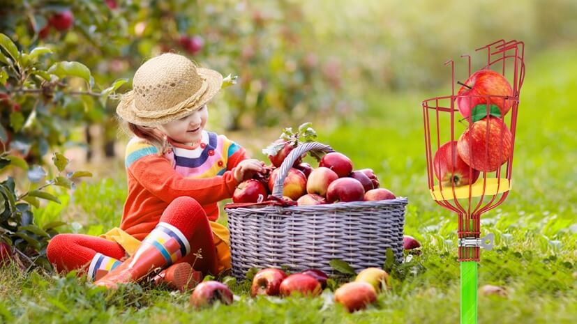The-Complete Guide to Harvesting Fruits Using an Apple Picker Pole