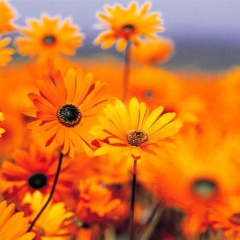 VEVOR Mulino Macina Spezie Elettrico per Cereali Commerciale ad Alta ...